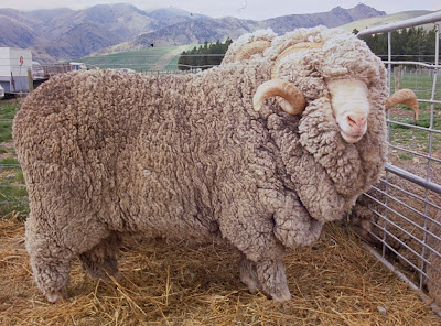 Woolshed 1: Sheep breeds in New Zealand