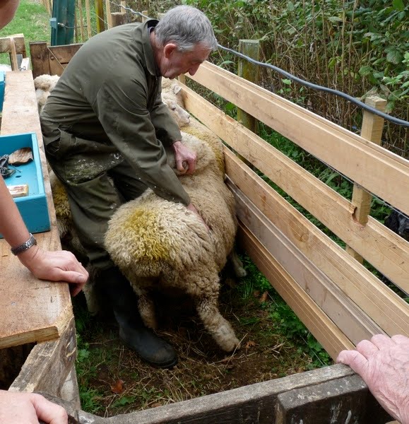 Woolshed 1: Animal behaviour and welfare: Sheep Part 3