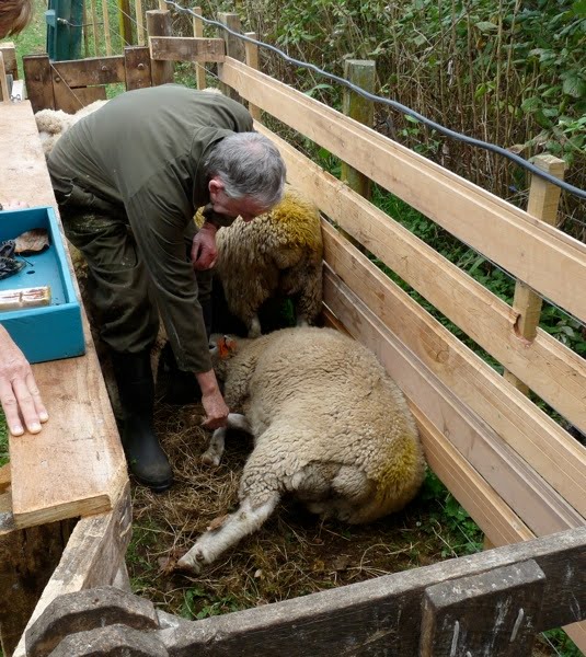 Woolshed 1: Animal behaviour and welfare: Sheep Part 3