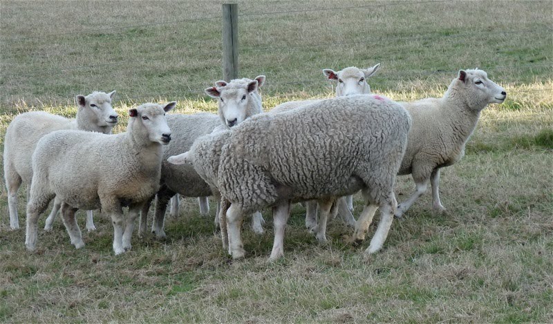 Woolshed 1: Sheep Farm Husbandry - Reproduction: The ewe and mating ...