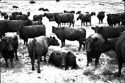 Woolshed 1: Lands & Survey: 7. Sheep & cattle breeding in New Zealand