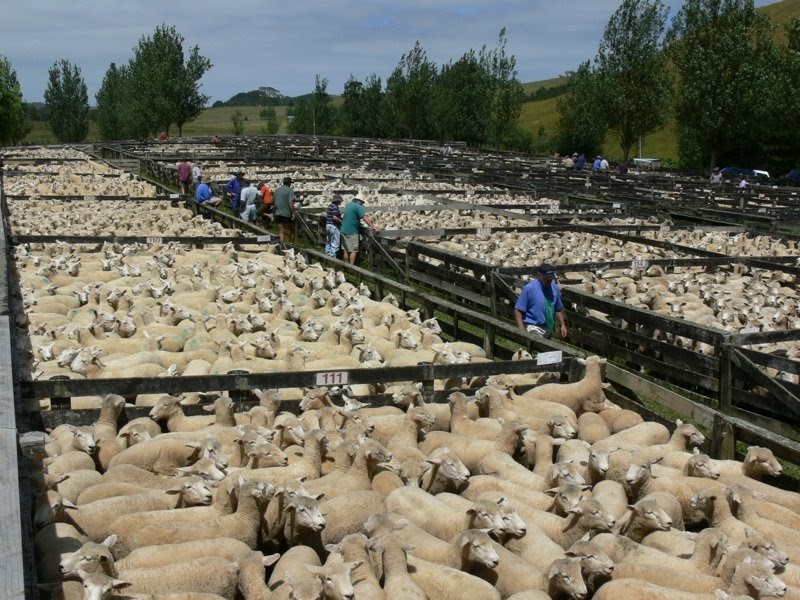 Woolshed 1: Sheep Farm Husbandry - Buying and selling sheep