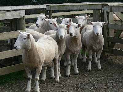 Woolshed 1: Sheep Farm Husbandry - Sheep behaviour and handling