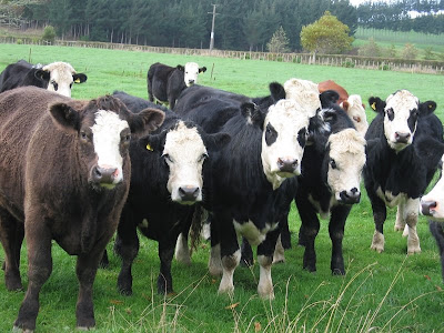 Woolshed 1: Cattle farm husbandry – cattle farming systems