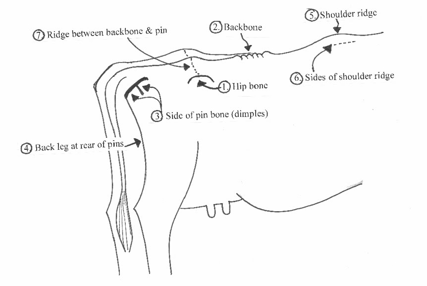 Cow Health Condition at Ryan Boland blog