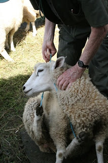 Woolshed 1: Sheep Farm Husbandry - Sheep behaviour and handling