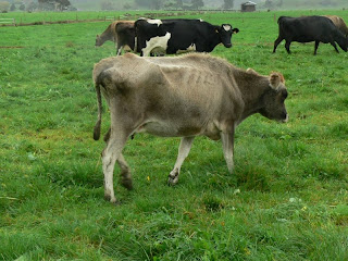 Woolshed 1: Facial Eczema (FE). Farmer Information. Part 3. (Dairy ...