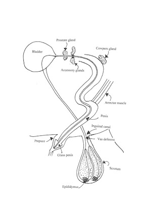 Woolshed 1: Farm Animal Reproduction - Basic Principles