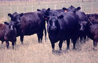 Woolshed 1: Cattle farm husbandry: Beef cattle breeds in New Zealand