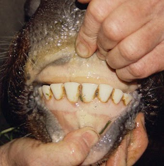 Woolshed 1: Cattle farm husbandry – aging cattle by their teeth