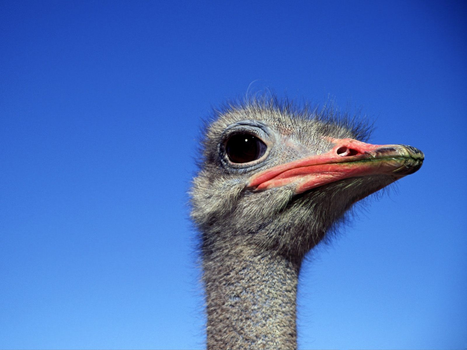 Amazing Images: Big Bird Ostrage | 100snaps