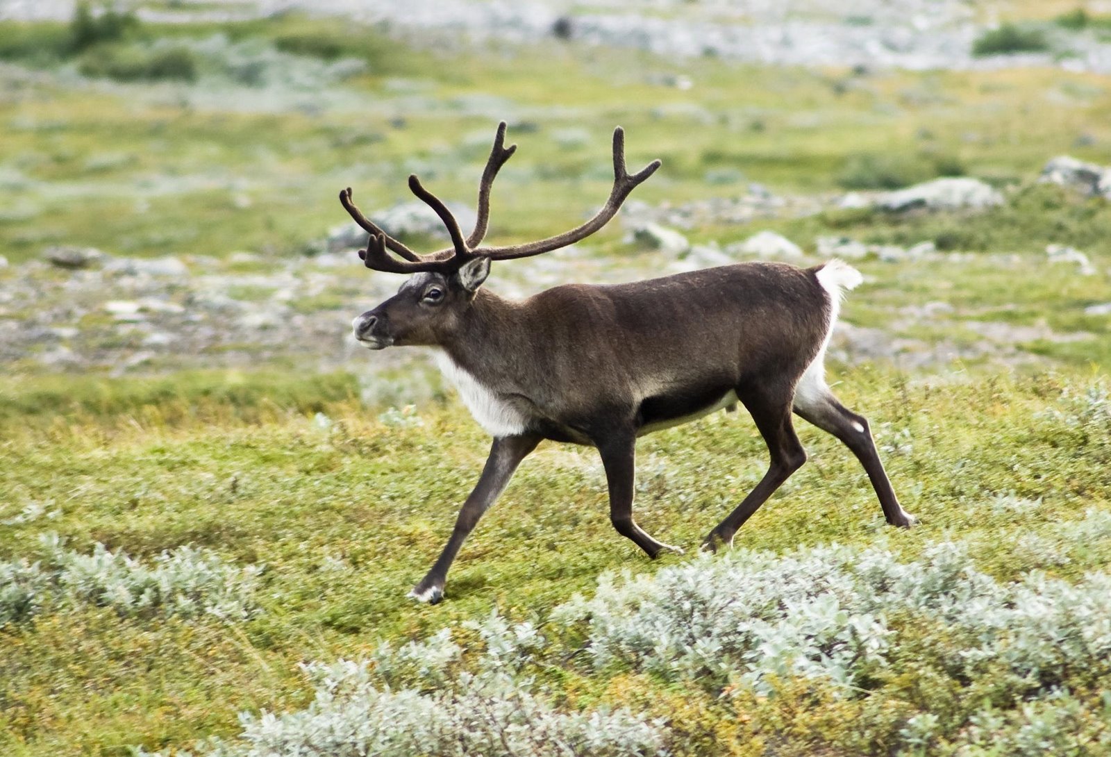 Animal Kingdom Wallpapers: Reindeer (Caribou)