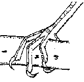 WELCOME TO AVES: Types of Birds' Feet