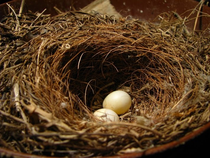 WELCOME TO AVES: BUILDING A NEST