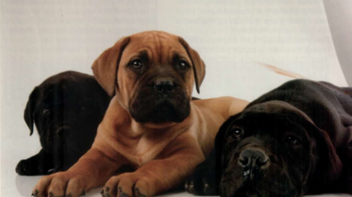 blog sul cane e i cuccioli: Quale molosso scegliere?