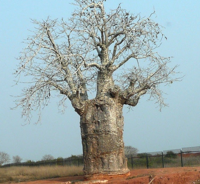 FOI DESSE JEITO QUE EU OUVI DIZER...: O EMBONDEIRO.