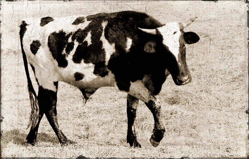 Vintage Cows | kreatief*