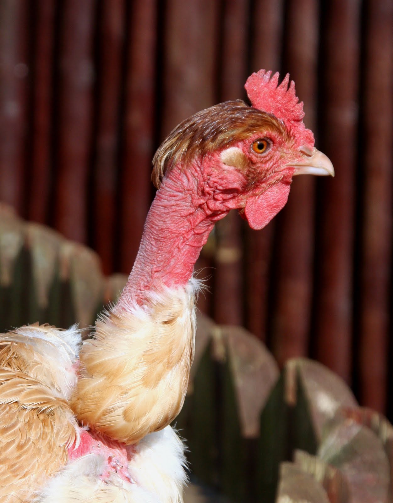 BT - The Crafty Gardener: Suffolk Visit Part 2