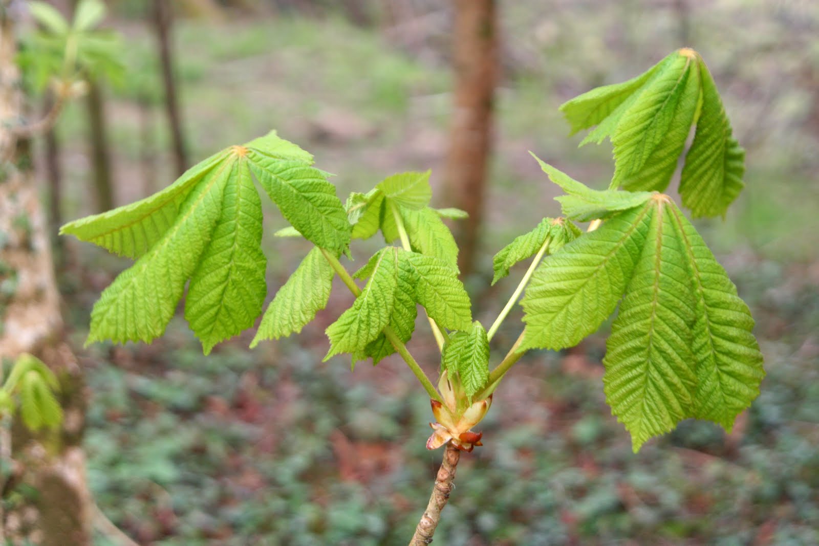 BT - The Crafty Gardener: Orchard Day, Oxlip, Cowslip or False Oxlip