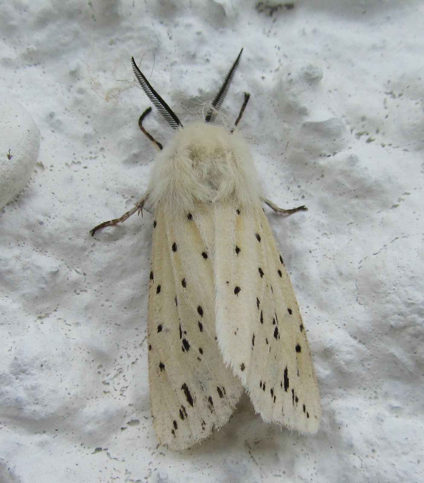 BT - The Crafty Gardener: Moths and Stuff - 19th July 2010