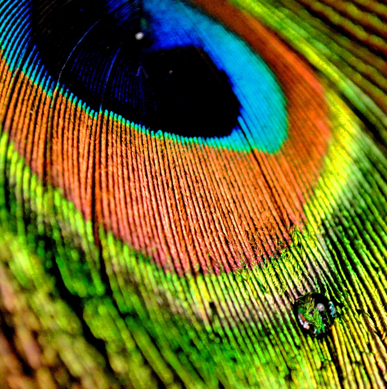 Audrey Zaremba Photography: Pretty Feather