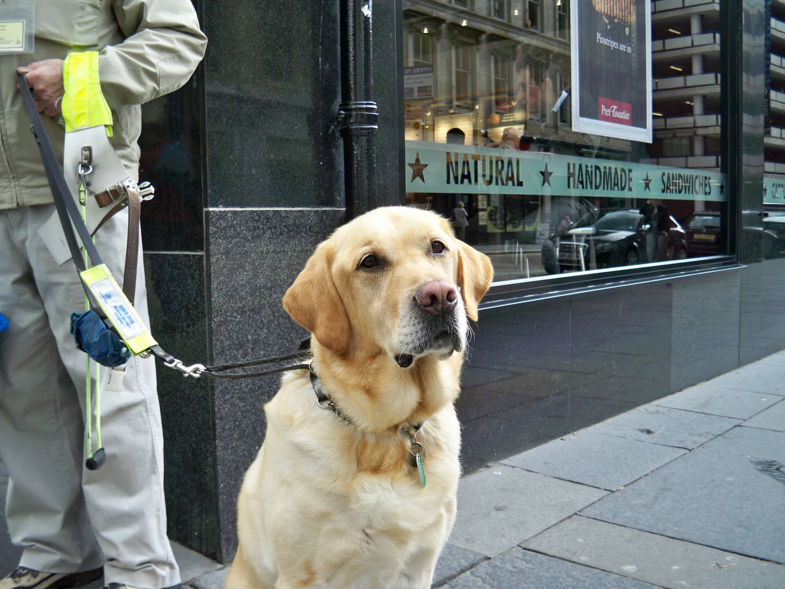 dogwatcher