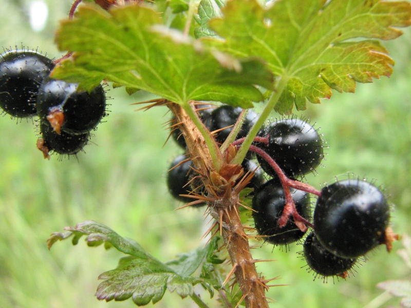 Yukon Wild Berries: bristly black currant