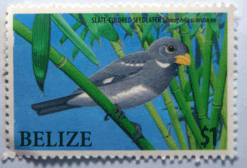 saltydogtales: Going Postal, Belize Style