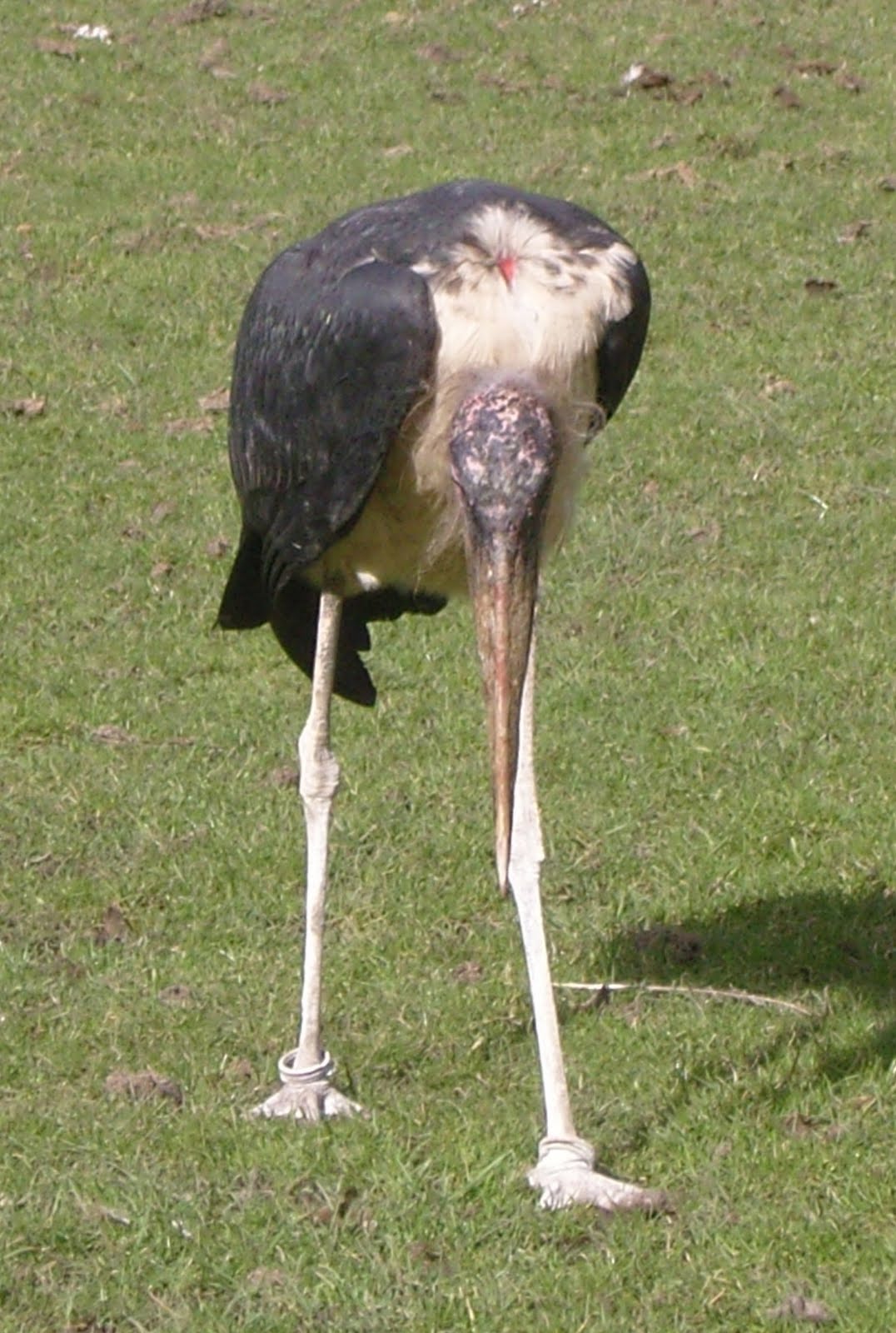 Beauty in small things: Marabout Stork