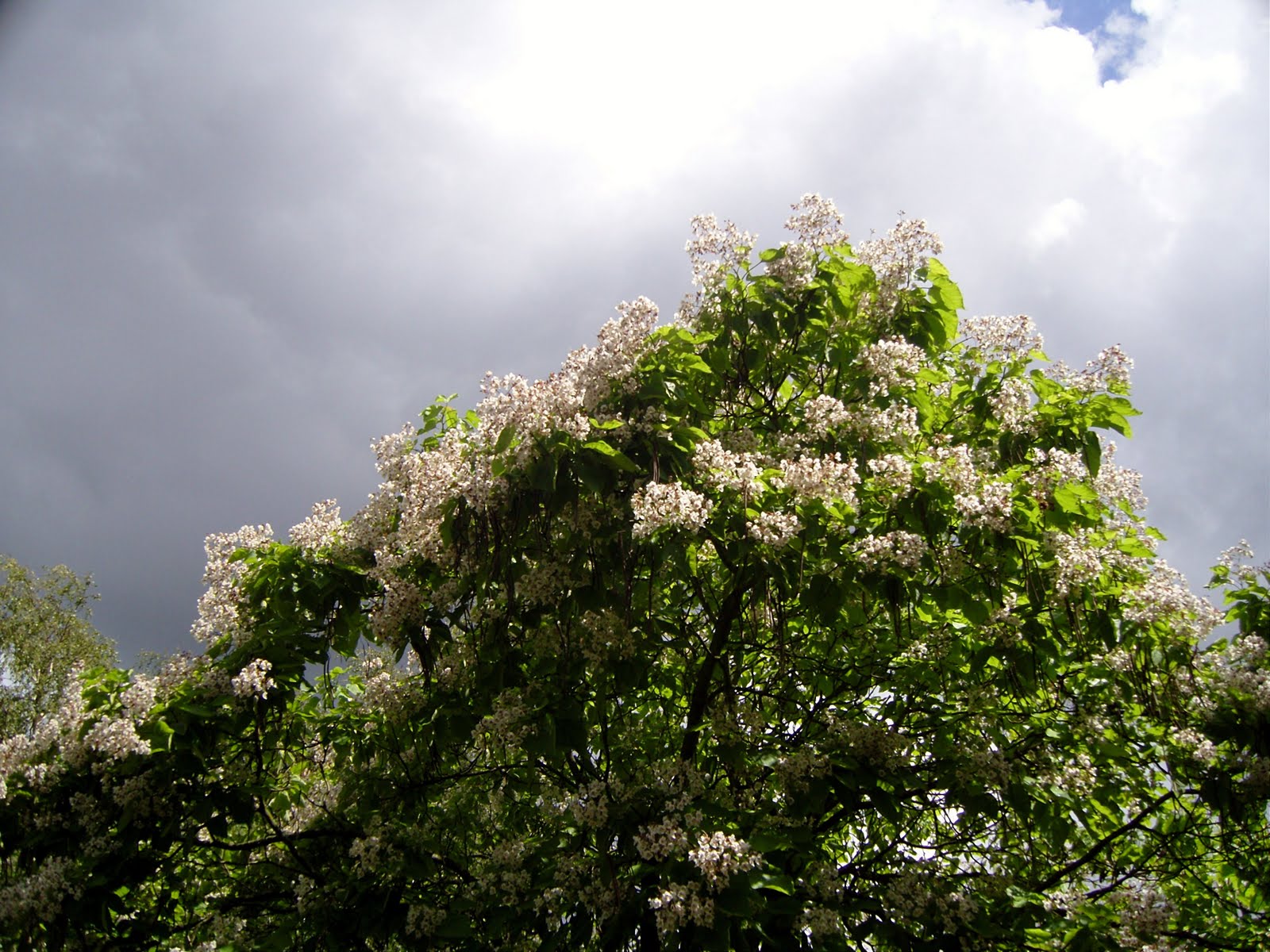 Beauty in small things: An African Orchid Tree in Farnborough