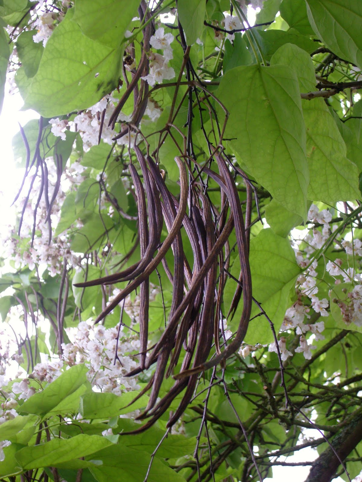 Beauty in small things: An African Orchid Tree in Farnborough