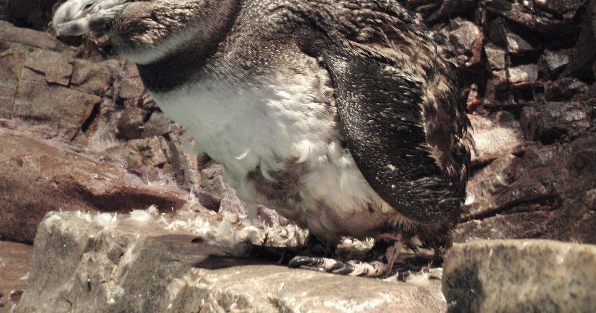 Penguin Blog: What's Happening: Molting