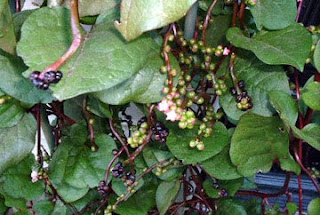 Herbal Gardens: Alugbati (Basella alba L.)