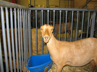 tmo photos: la mancha 'earless' goats