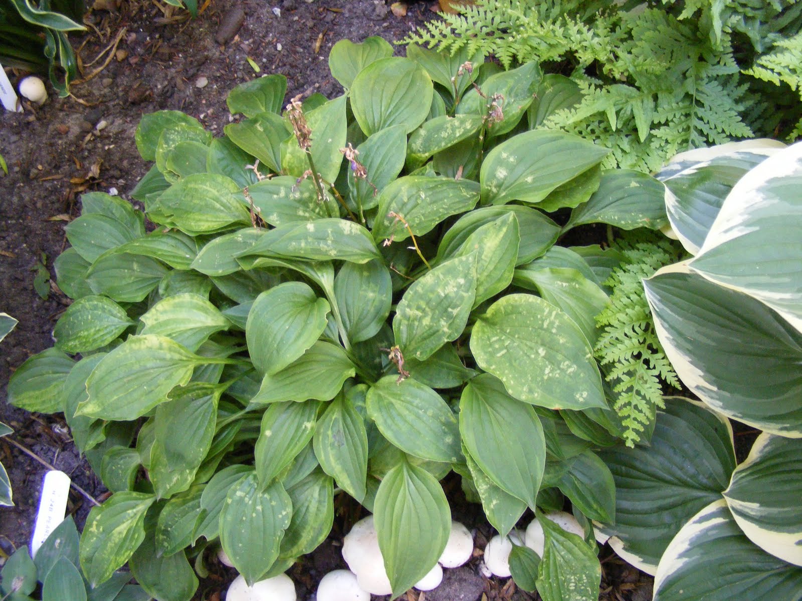 PPP Hostahave: Hosta Virus