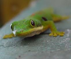 Gecko