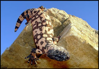 Gila Monster