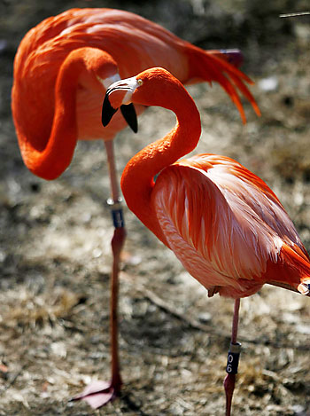 Flamingo