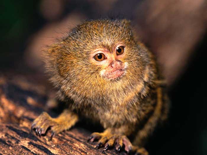 Pygmy Marmoset