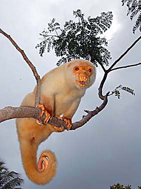 Cuscus