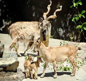 Markhor