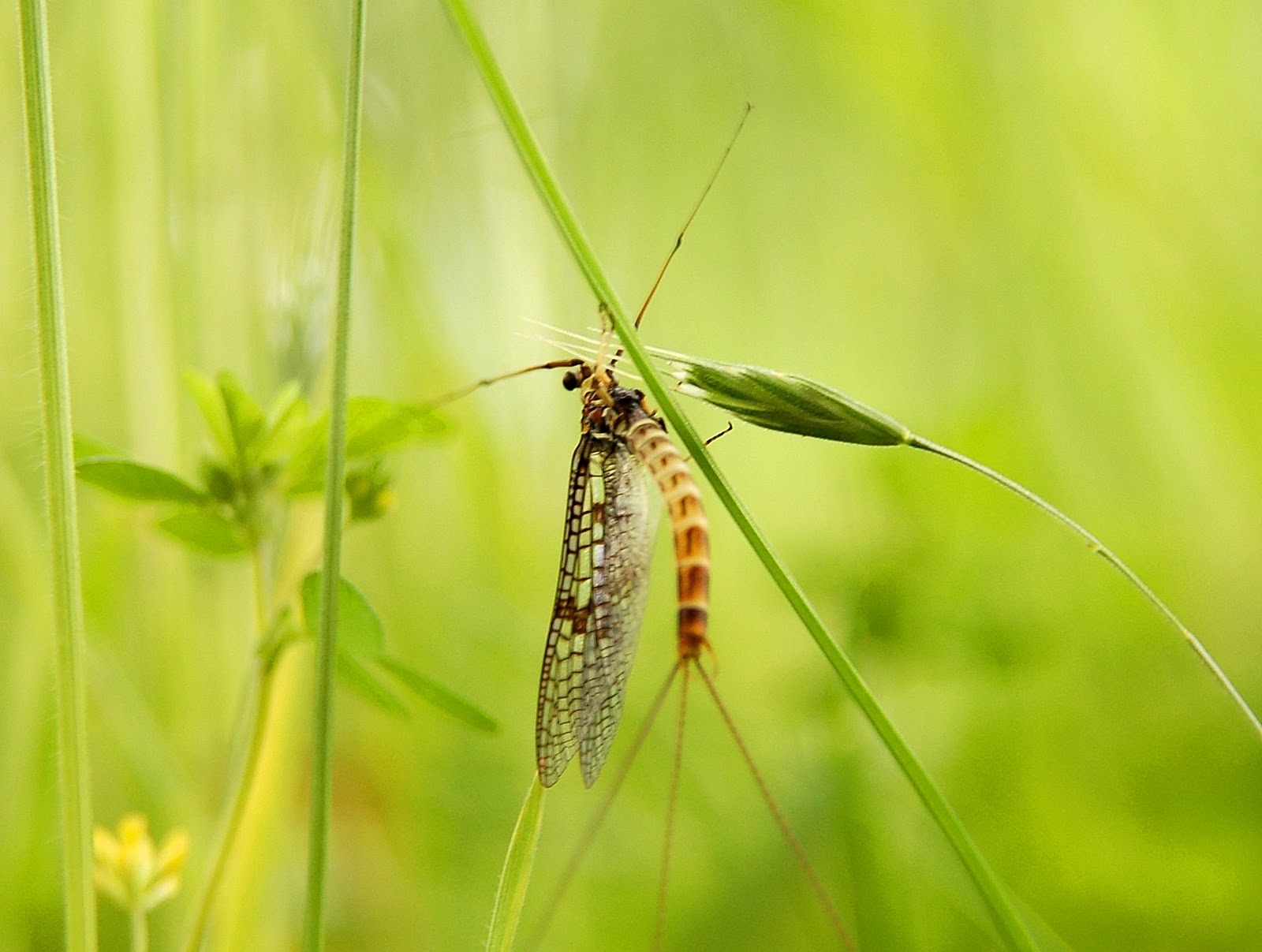 Mayfly