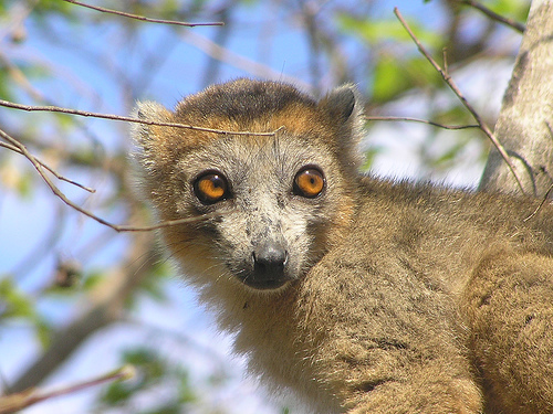 Lemur