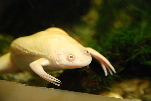 African Clawed Frog