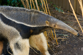 Anteater