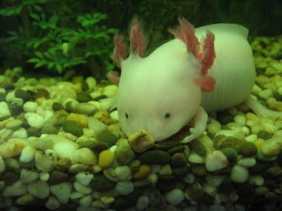 Axolotl