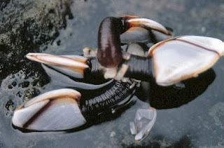 Barnacle