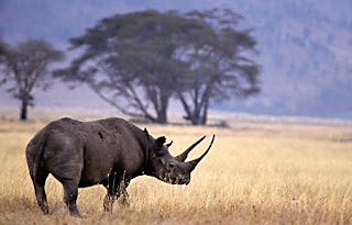 Black Rhinoceros