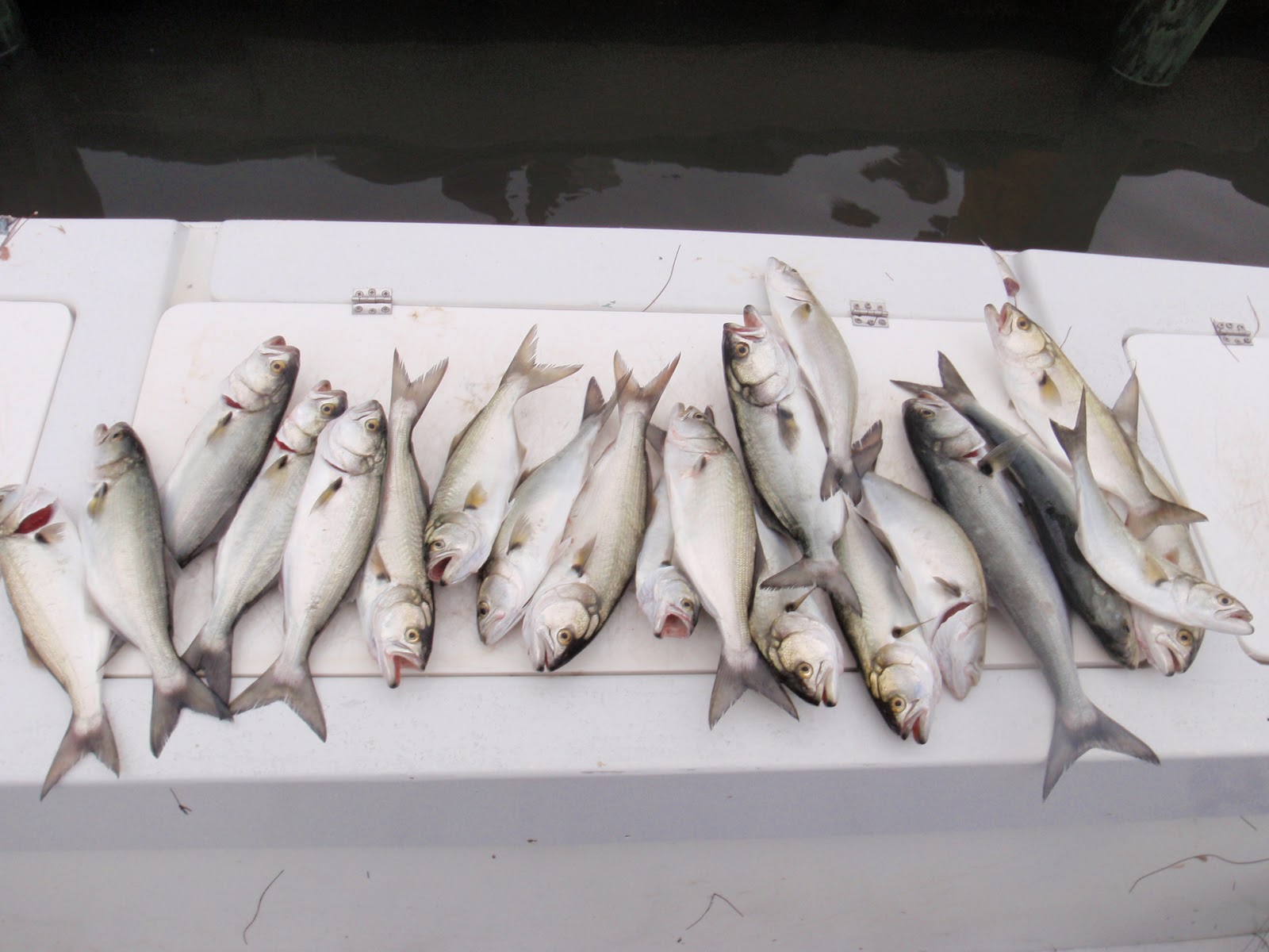 Rock Solid Fishing: October 2010