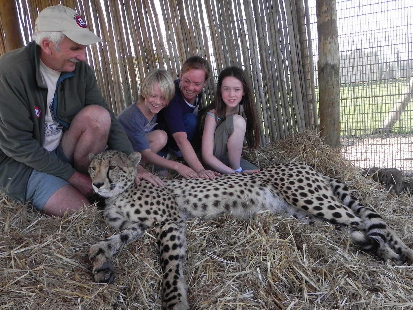 The KBAT's Sabbat(ical): Cheetahs!